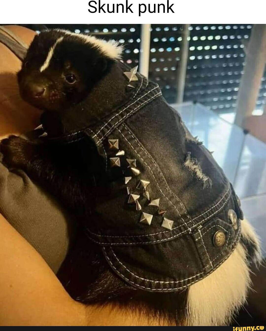 Skunk memes. Best Collection of funny Skunk pictures on iFunny