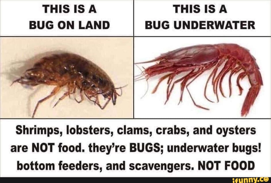 Oysters memes. Best Collection of funny Oysters pictures on iFunny