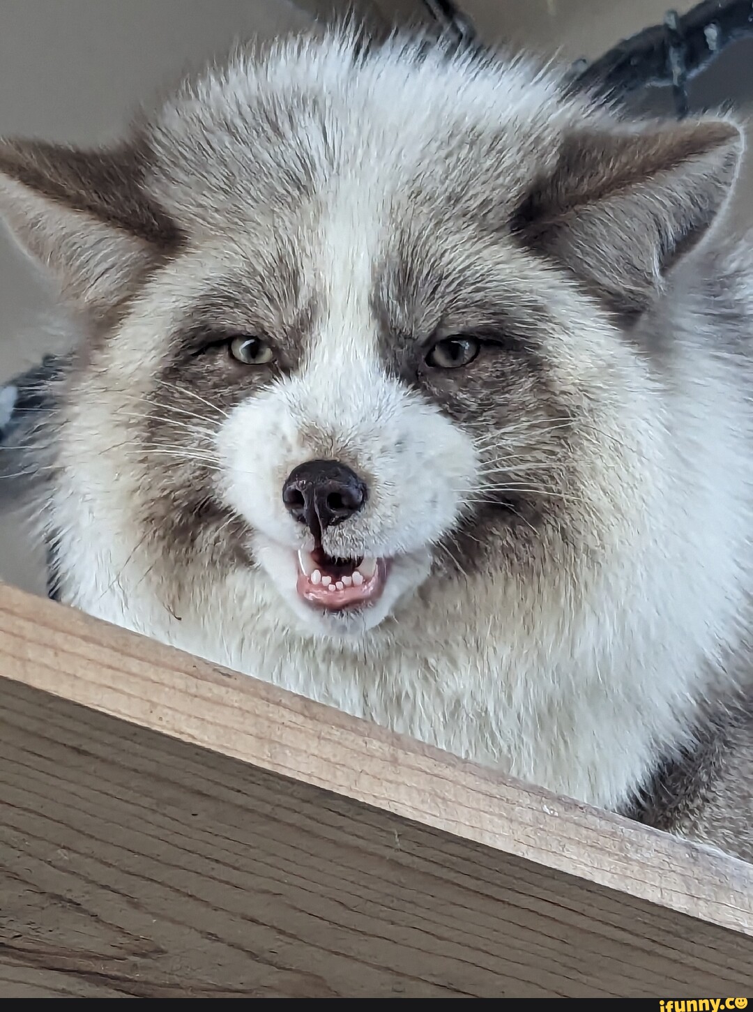 Tfm_opal memes. Best Collection of funny Tfm_opal pictures on iFunny