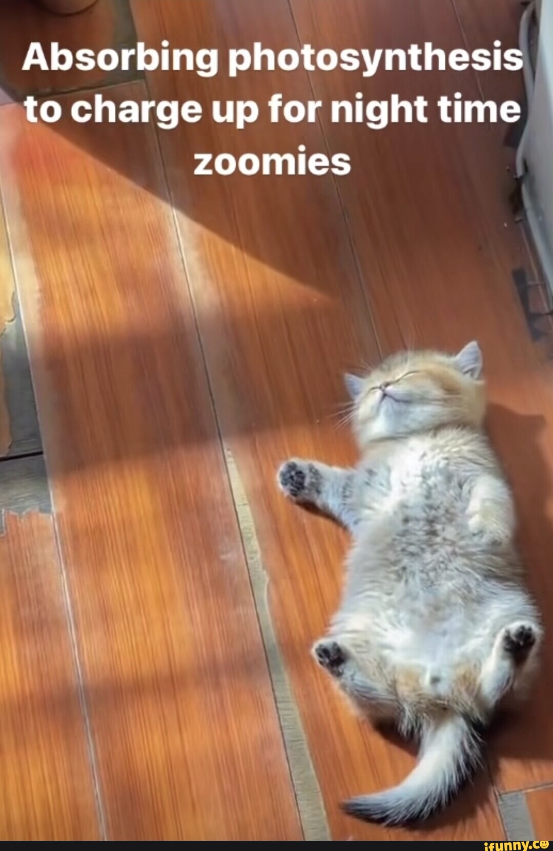 Photosynthesis Memes