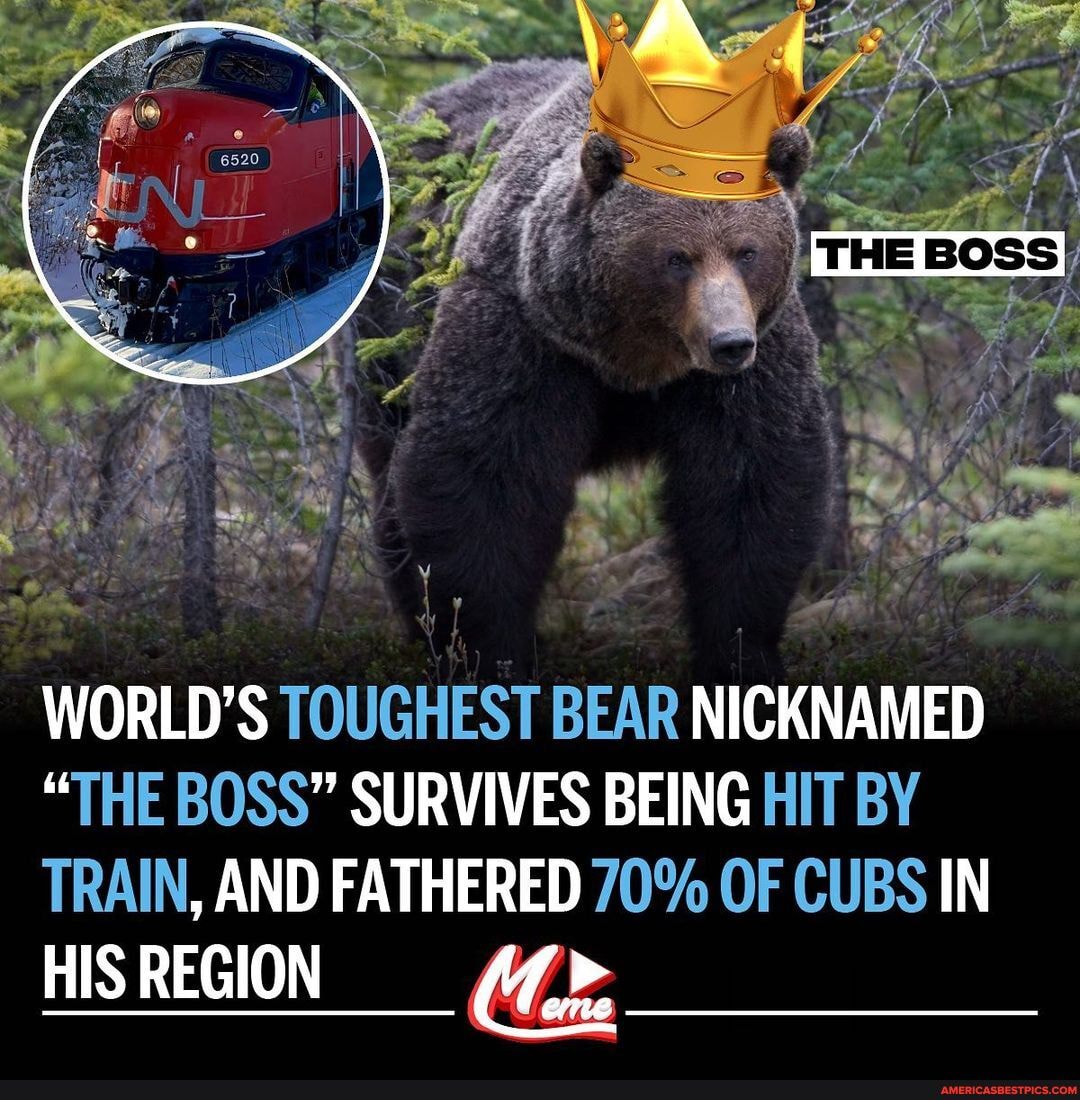 WORLD'S TOUGHEST BEAR NICKNAMED "THE BOSS" SURVIVES BEING HIT BY TRAIN ...