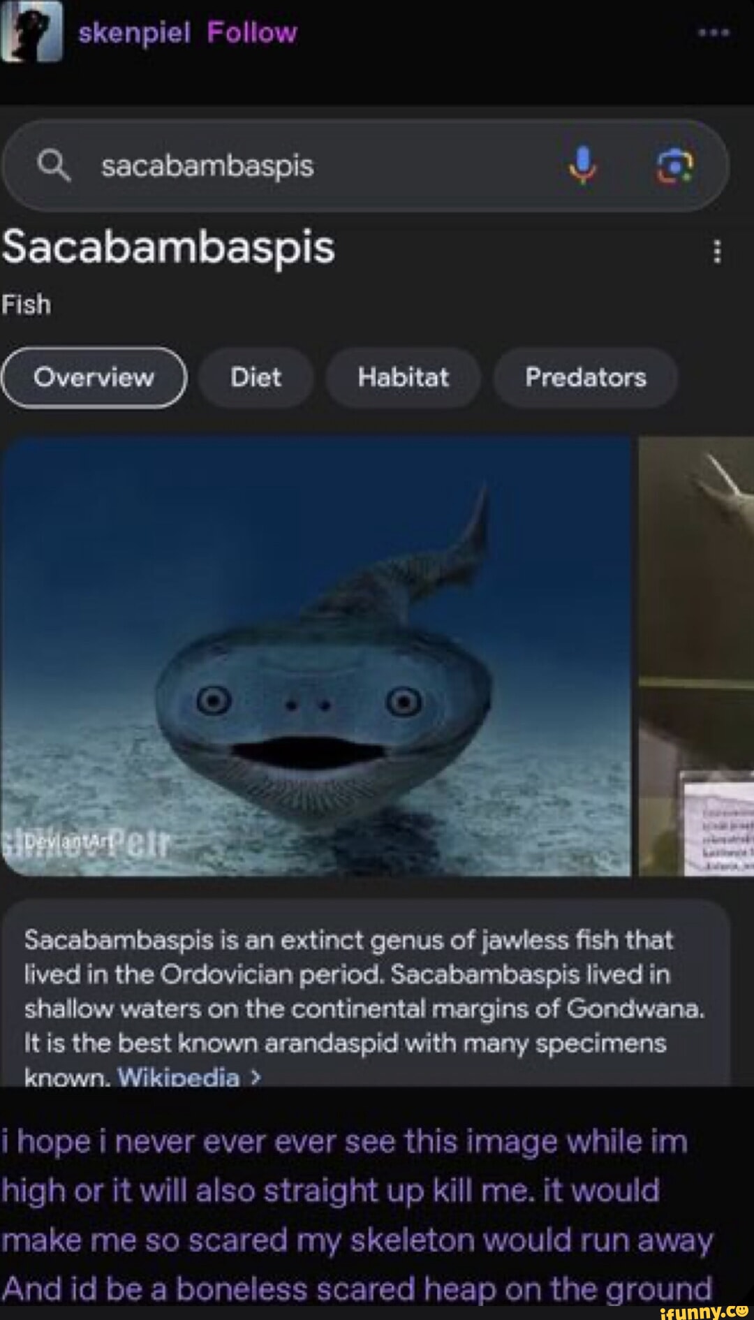 Skenpiel Follow Q. sacabambaspis Sacabambaspis Fish Overview Diet ...