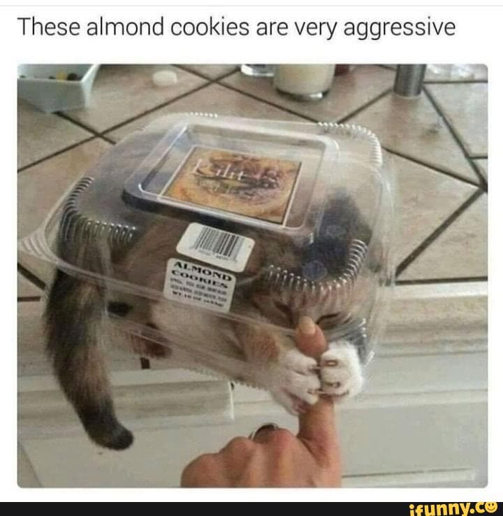 Some very important cat memes - These almond cookies are very ...