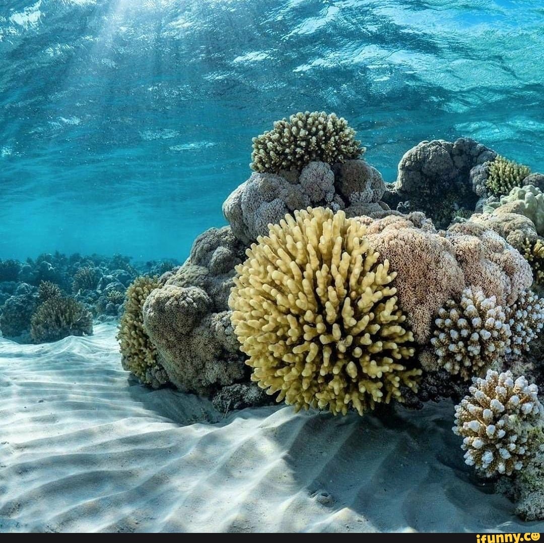 Coralreefs memes. Best Collection of funny Coralreefs pictures on iFunny