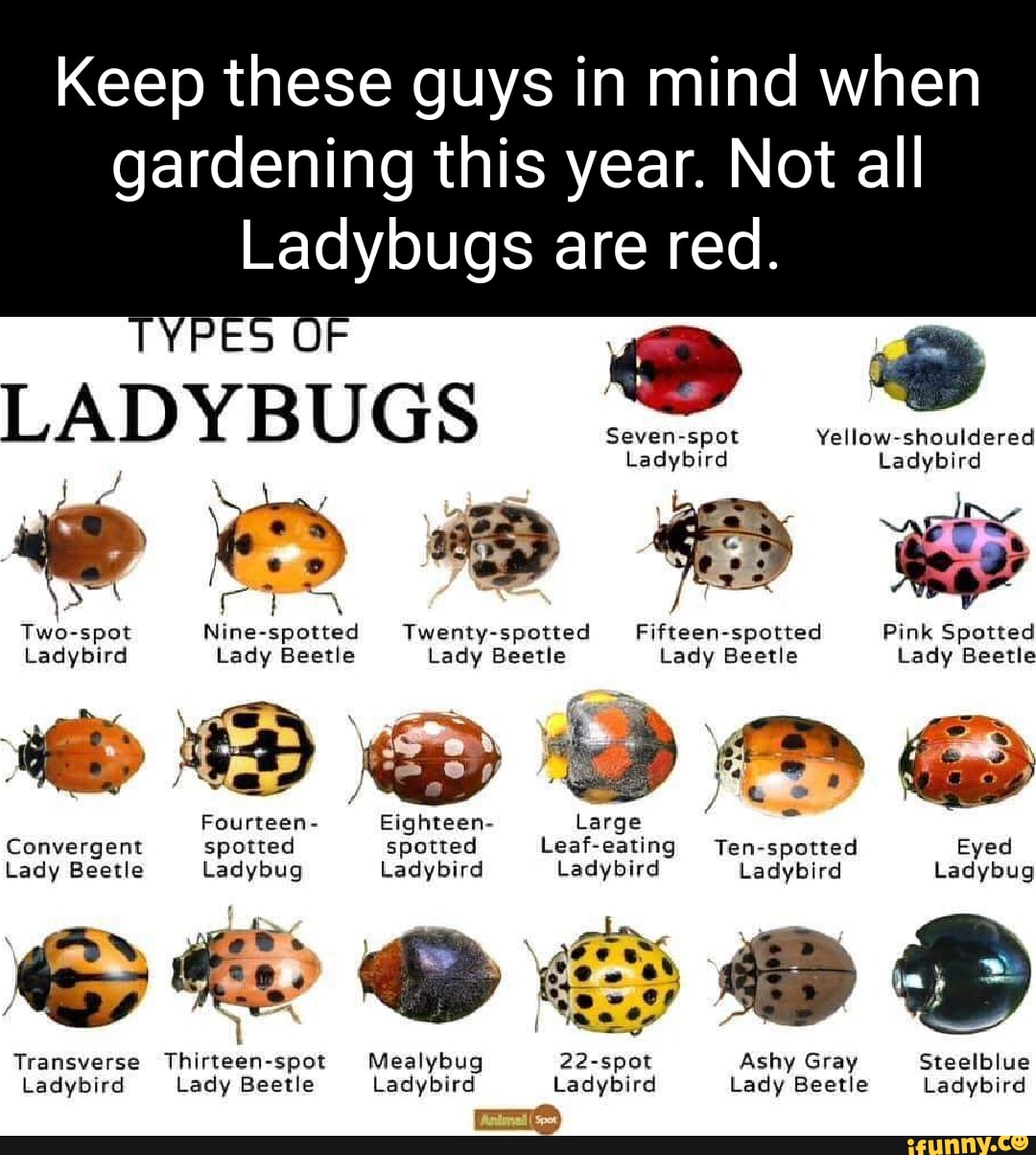 Ladybird memes. Best Collection of funny Ladybird pictures on iFunny