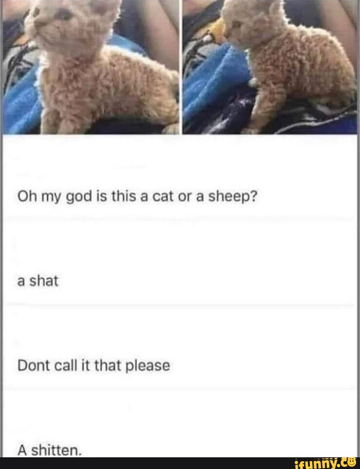 Oh my god is this a cat or a sheep? shat Dont call it that please ...