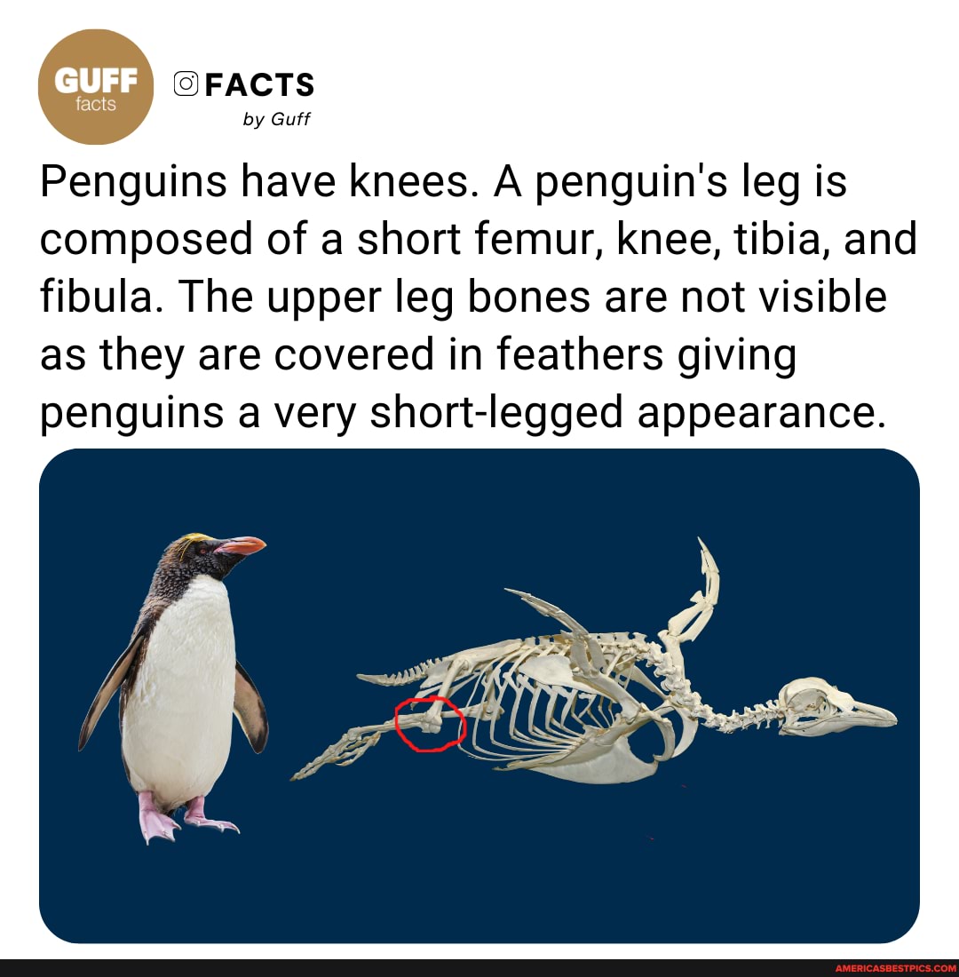 FACTS facts by Guff Penguins have knees. A penguin's leg is composed of ...