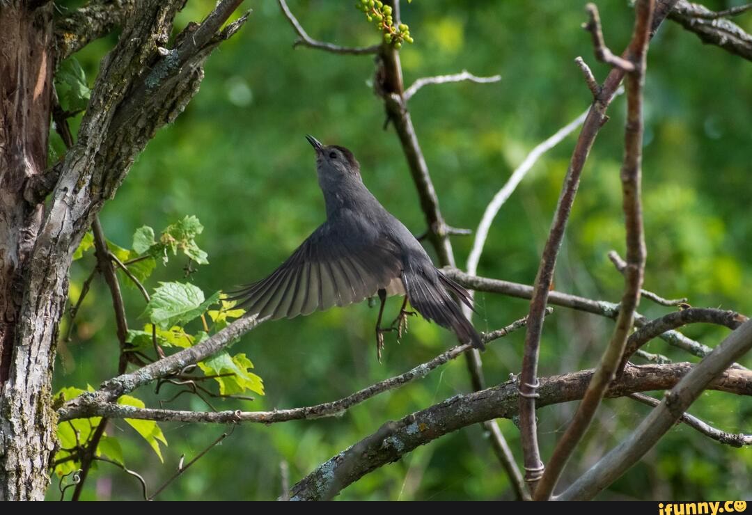 Catbird memes. Best Collection of funny Catbird pictures on iFunny Brazil