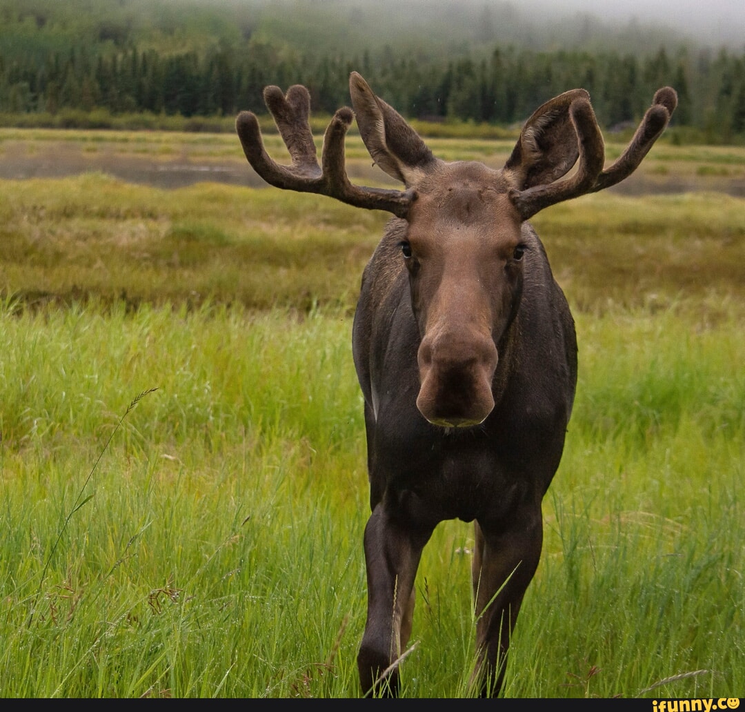 Meese memes. Best Collection of funny Meese pictures on iFunny
