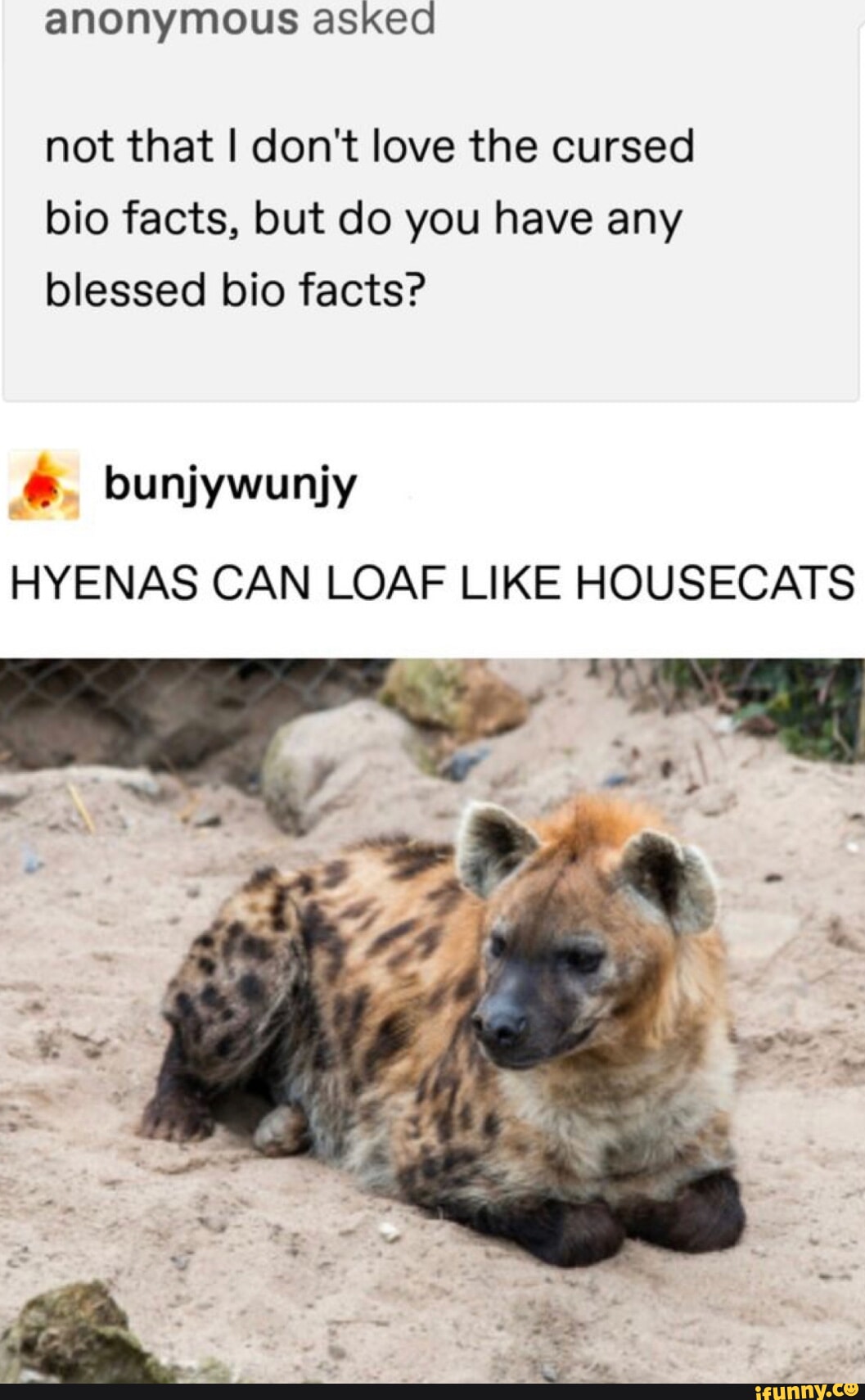 Video memes UxzxwZdtA by FatBlueBear - iFunny