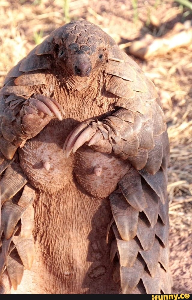 Pangolin memes. Best Collection of funny Pangolin pictures on iFunny