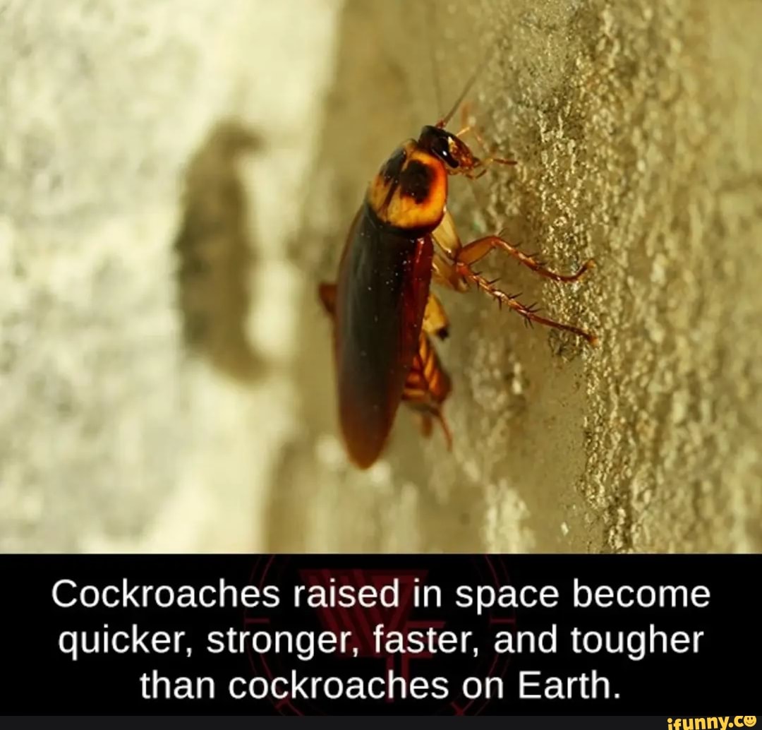 Cockroaches raised in space become quicker, stronger, faster, and ...