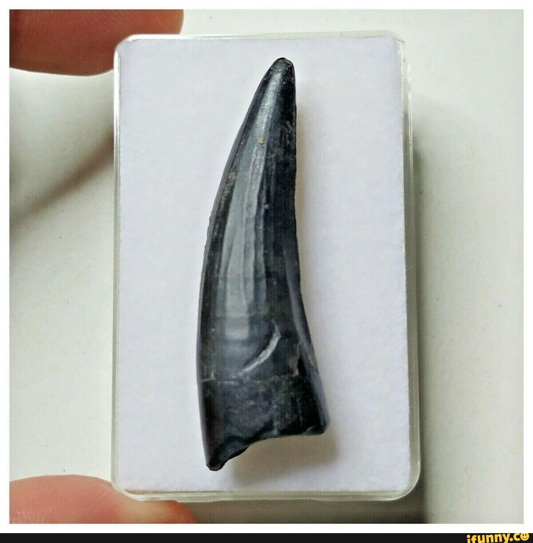 Suchomimus memes. Best Collection of funny Suchomimus pictures on iFunny