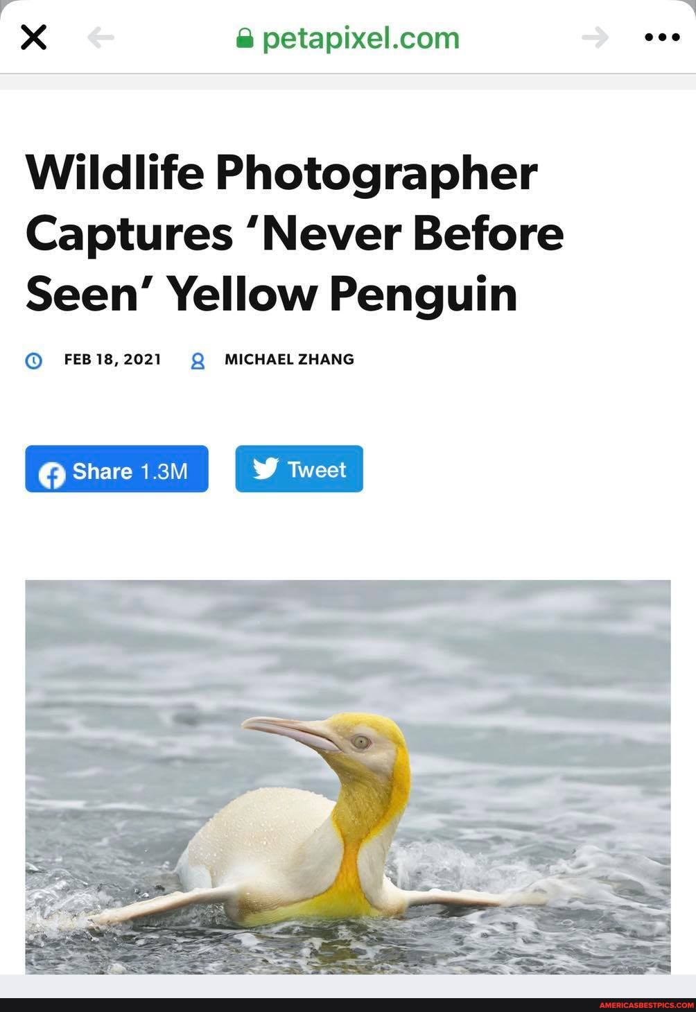 Wildlife Photographer Captures 'Never Before Seen' Yellow Penguin FEB ...