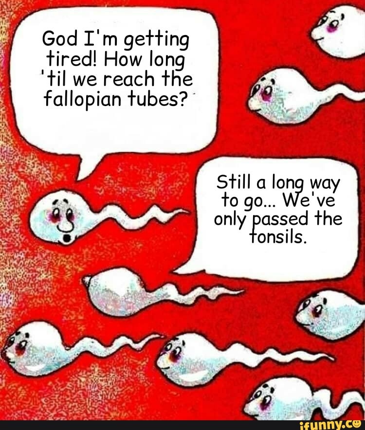 God I'm getting tired! How long 'til we reach the fallopian tubes ...