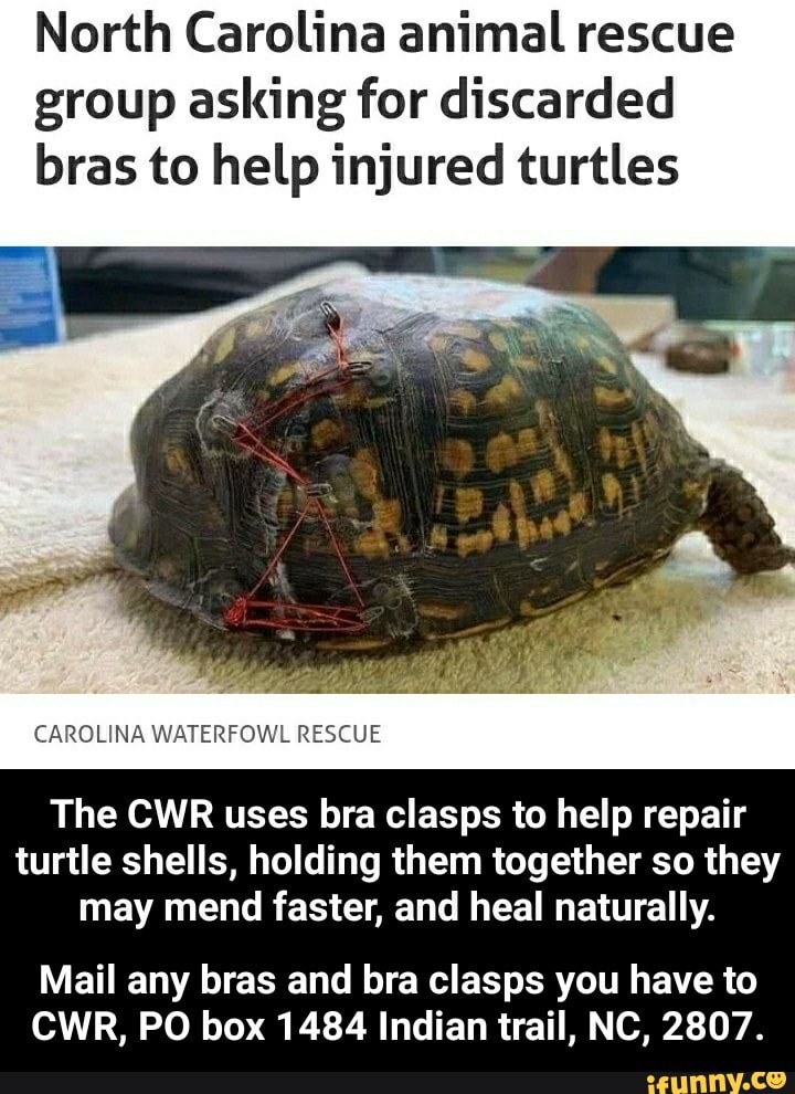 North Carolina animal rescue group asking for discarded bras to help ...