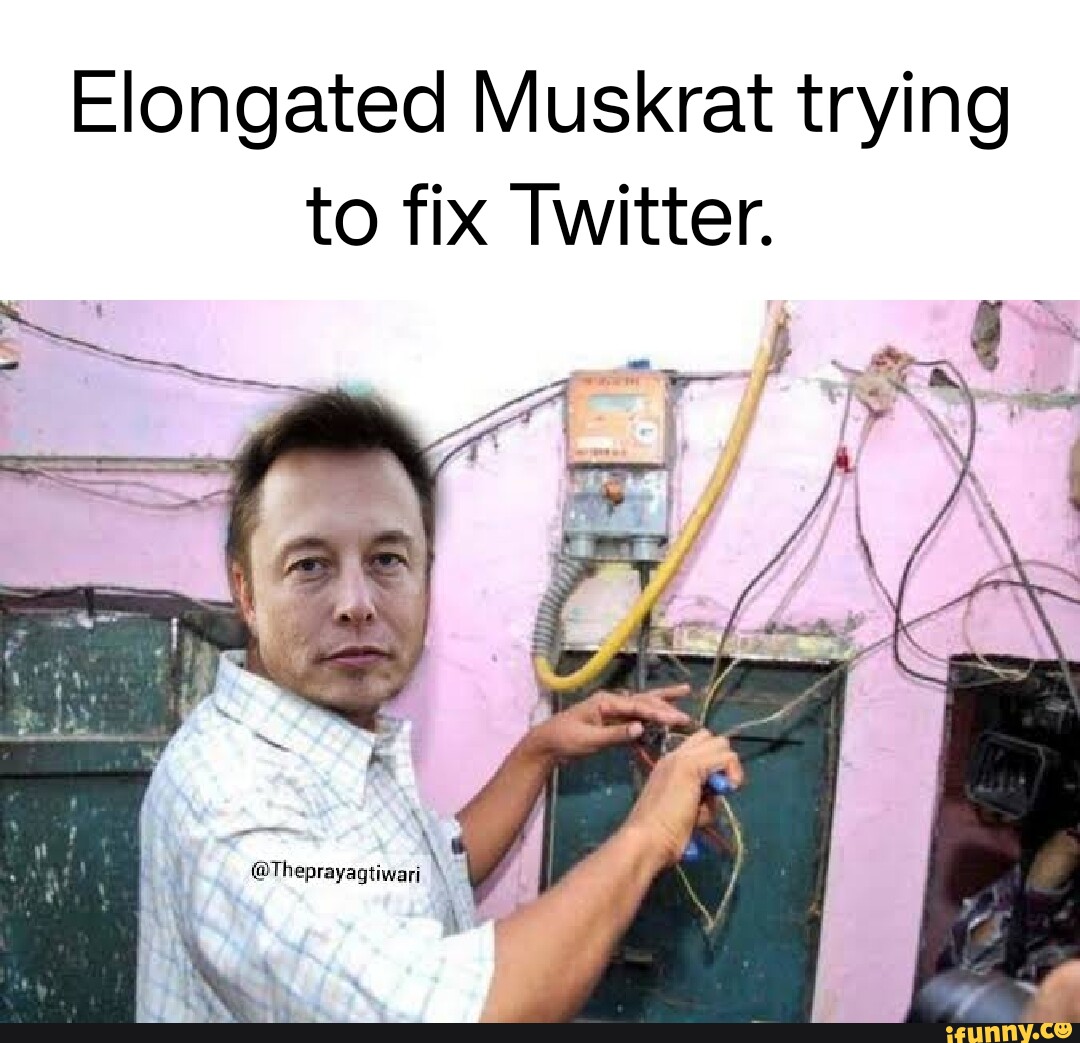 Muskrat memes. Best Collection of funny Muskrat pictures on iFunny