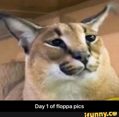 Day of floppa pics - Day 1 of floppa pics - iFunny