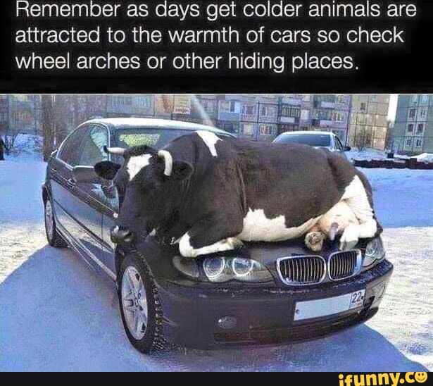 Hiding memes. Best Collection of funny Hiding pictures on iFunny