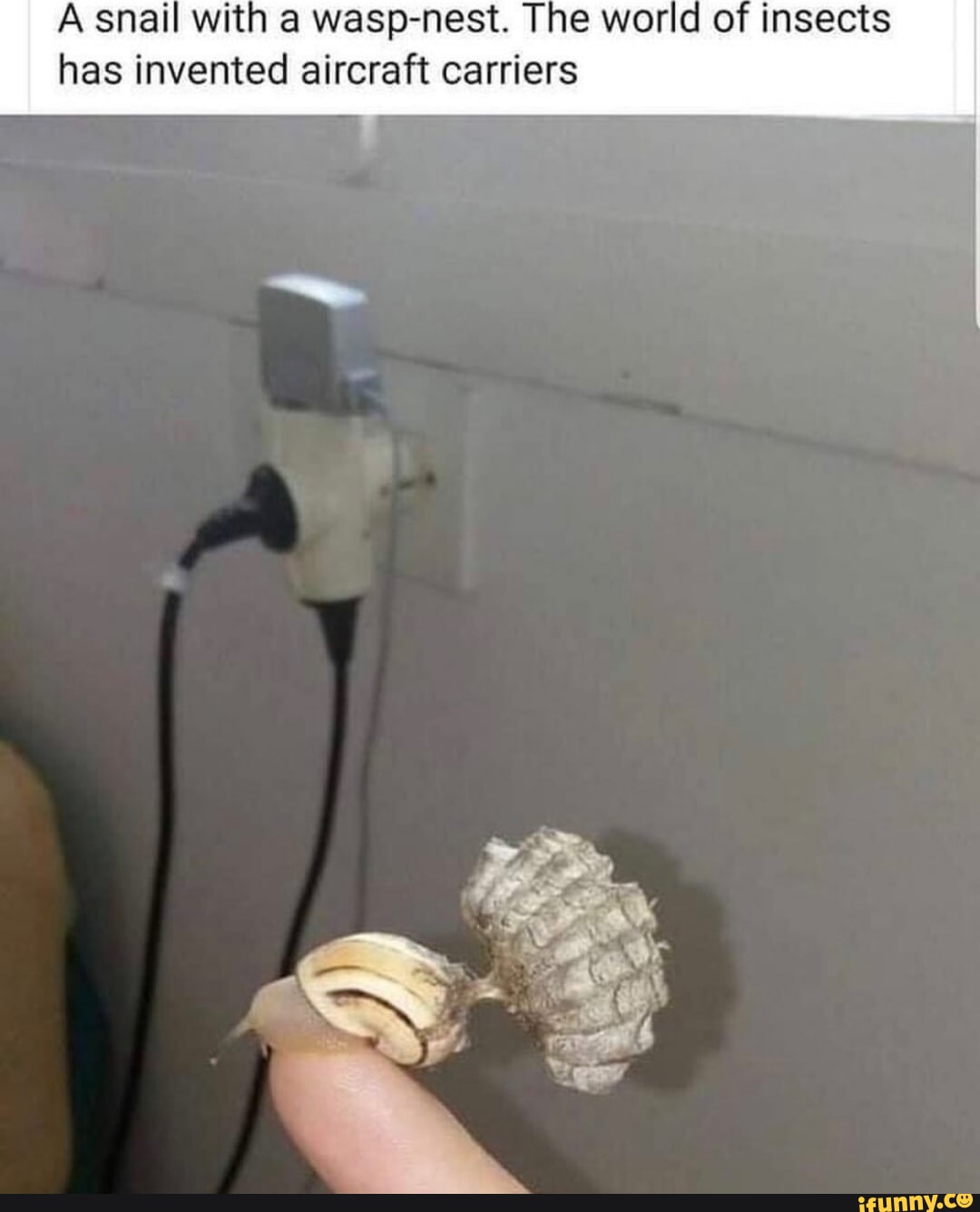 Insects memes. Best Collection of funny Insects pictures on iFunny