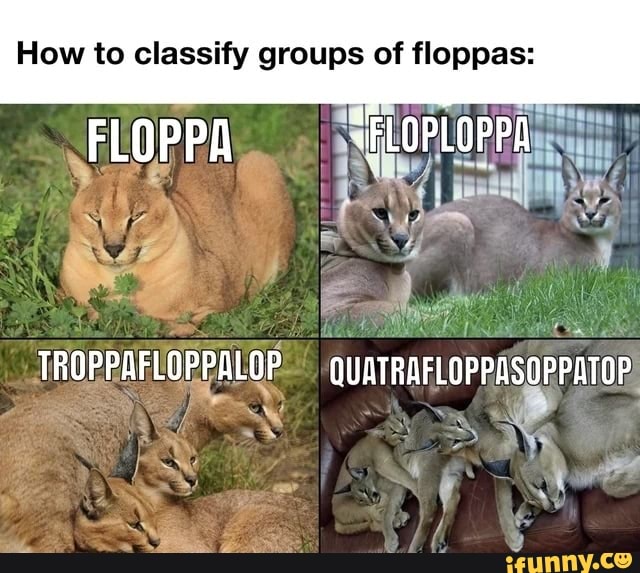 How To Classify Groups Of Floppas FLOPPA FLOPLOPPA TRORPAFLOPPAL IFunny How To Classify Groups Of Floppas FLOPPA FLOPLOPPA TRORPAFLOPPAL IFunny