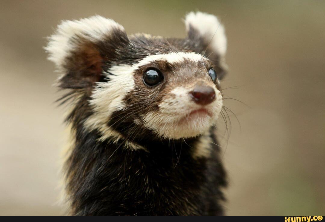 Polecat memes. Best Collection of funny Polecat pictures on iFunny