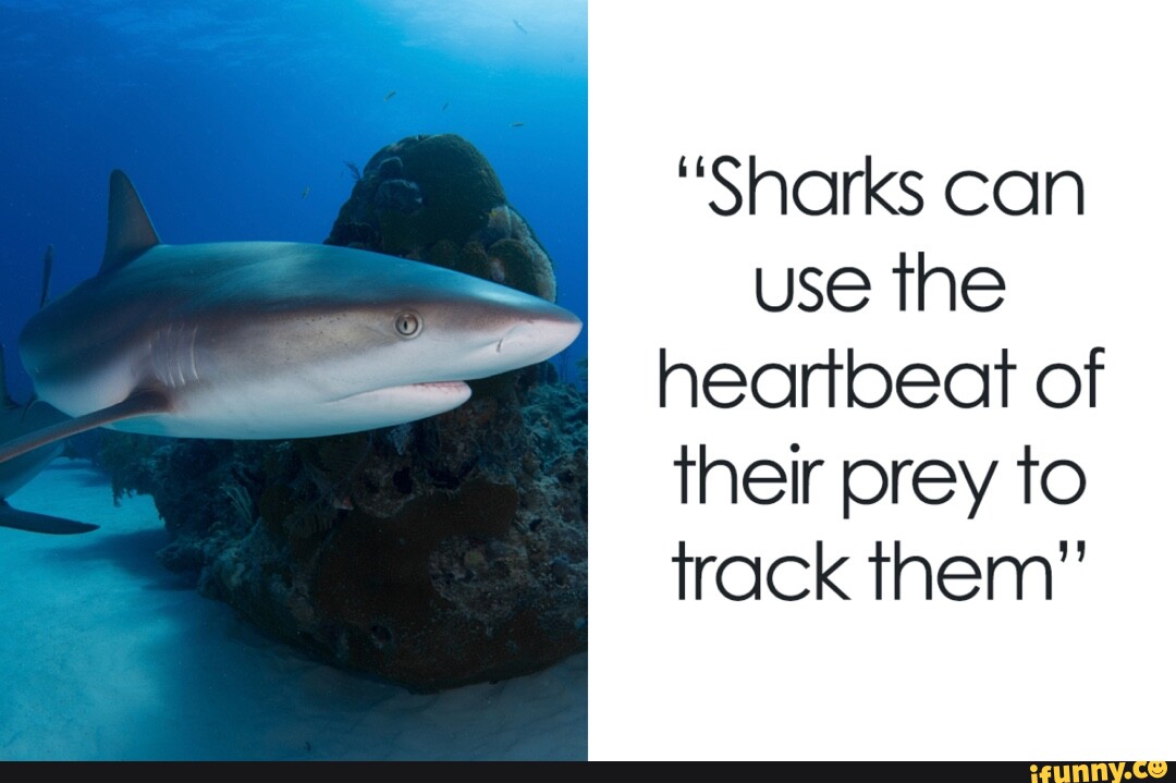 Prey memes. Best Collection of funny Prey pictures on iFunny