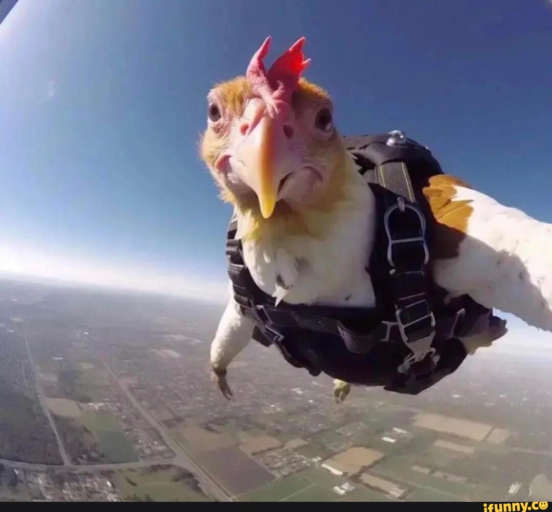 Skydiving memes. Best Collection of funny Skydiving pictures on iFunny