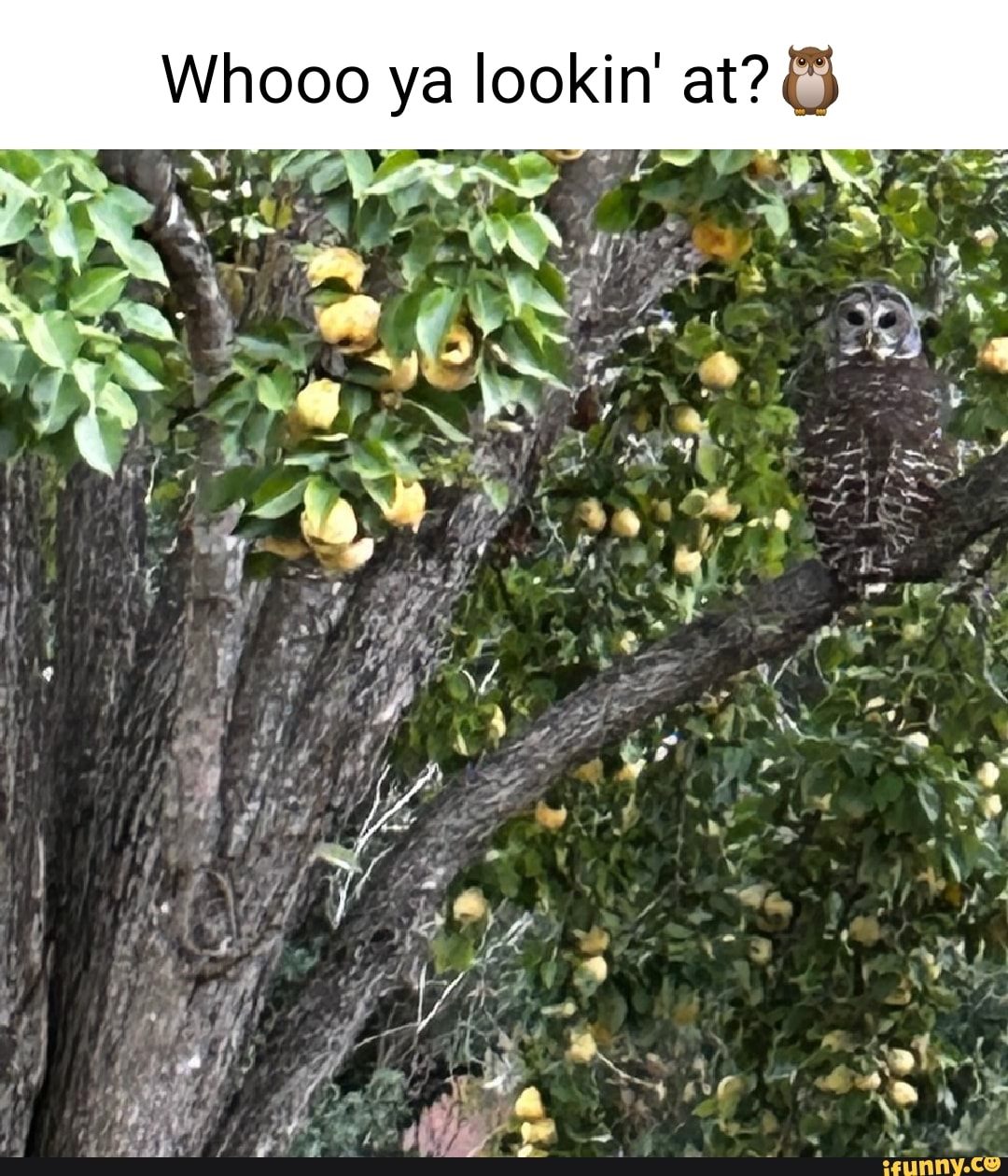 Whooo memes. Best Collection of funny Whooo pictures on iFunny