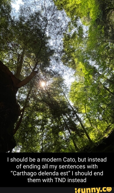 Carthago memes. Best Collection of funny Carthago pictures on iFunny