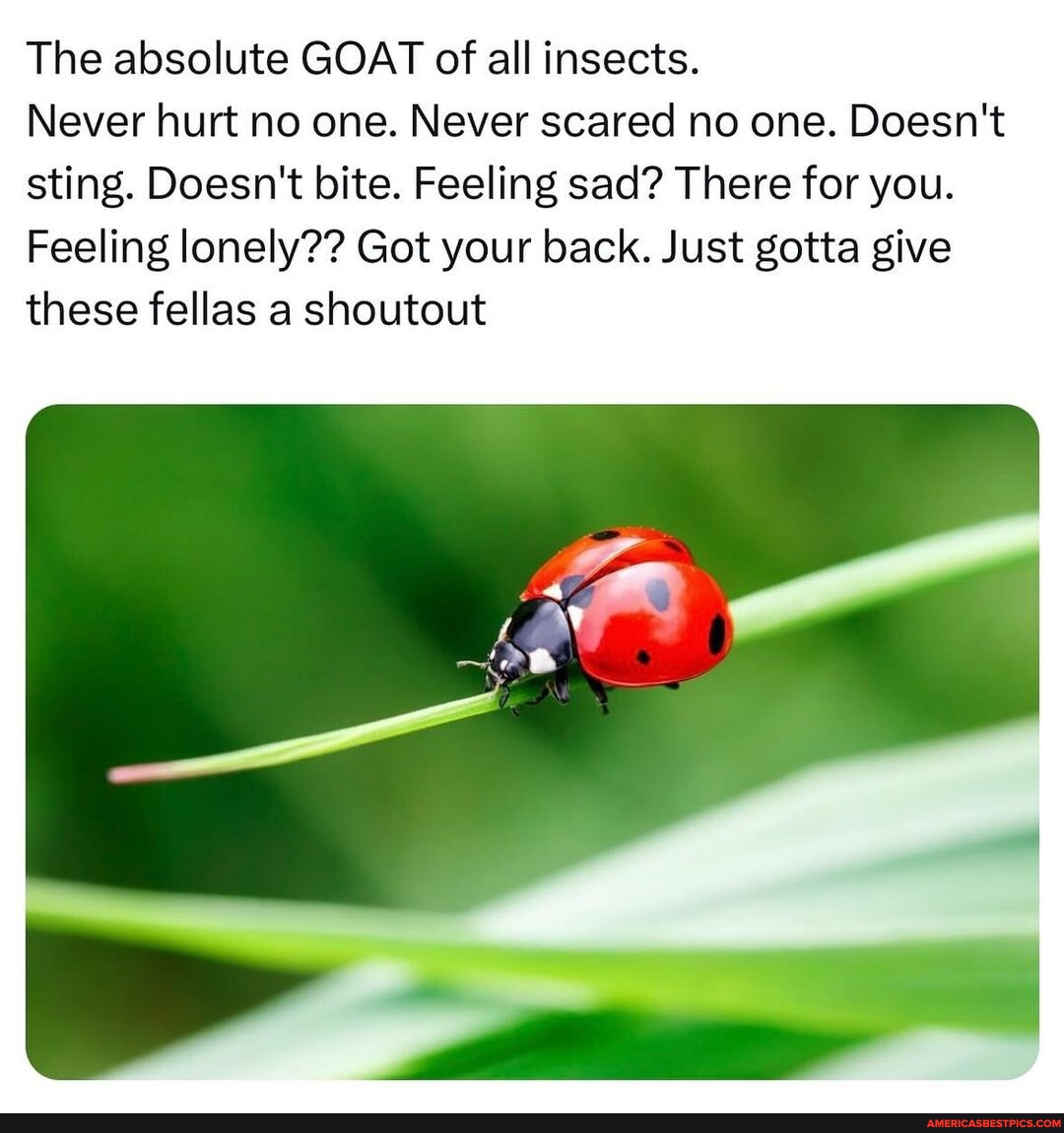 Shoutout to the GOAT memes explore funny photography - The absolute ...