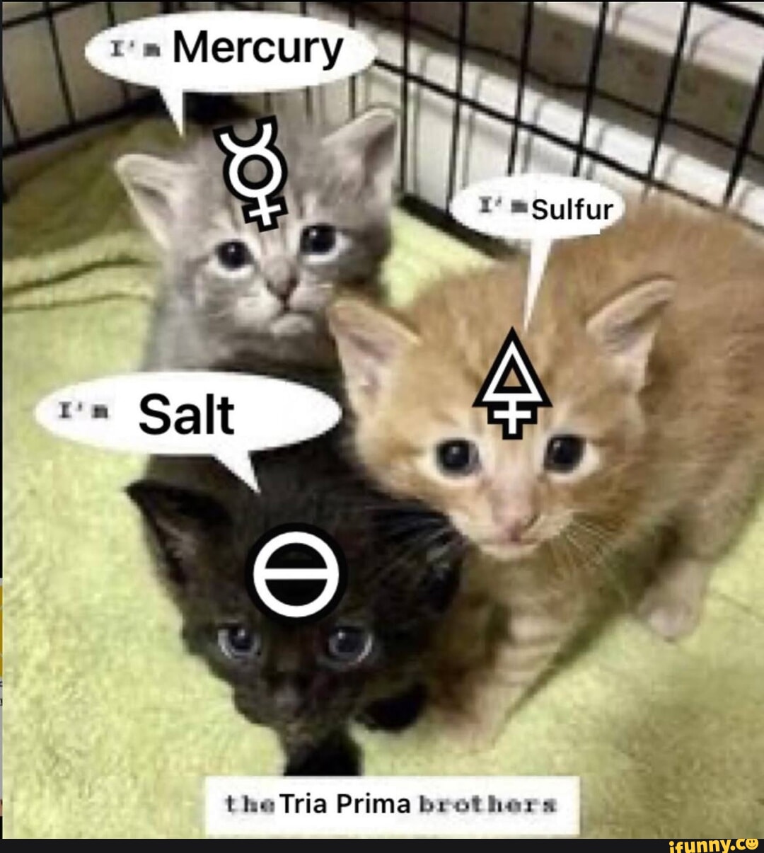 iFunny - the best memes, video, gifs and funny pics in one place