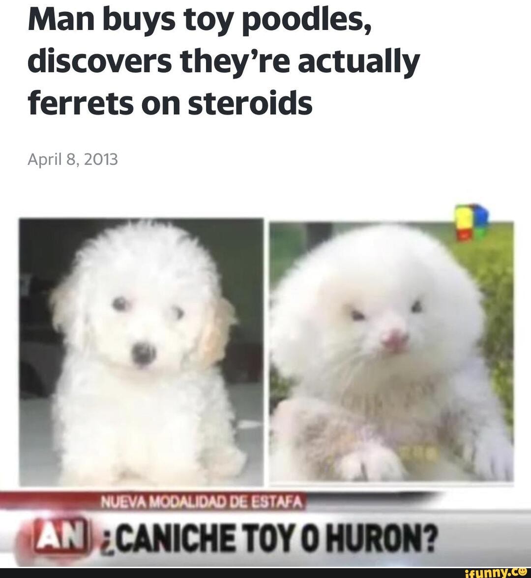 Caniche memes. Best Collection of funny Caniche pictures on iFunny