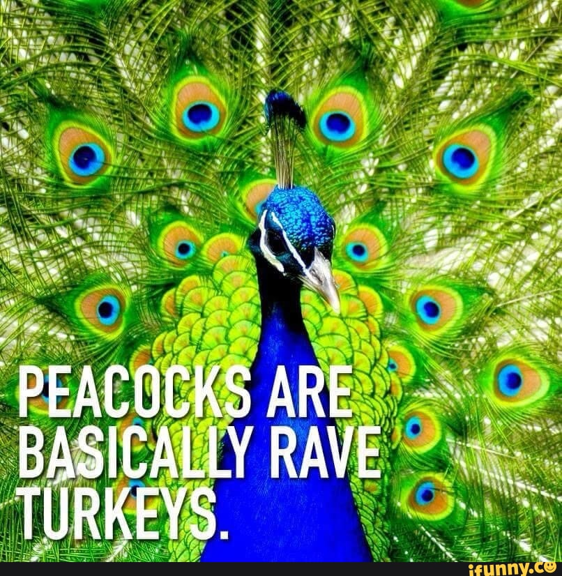 Peacocks memes. Best Collection of funny Peacocks pictures on iFunny