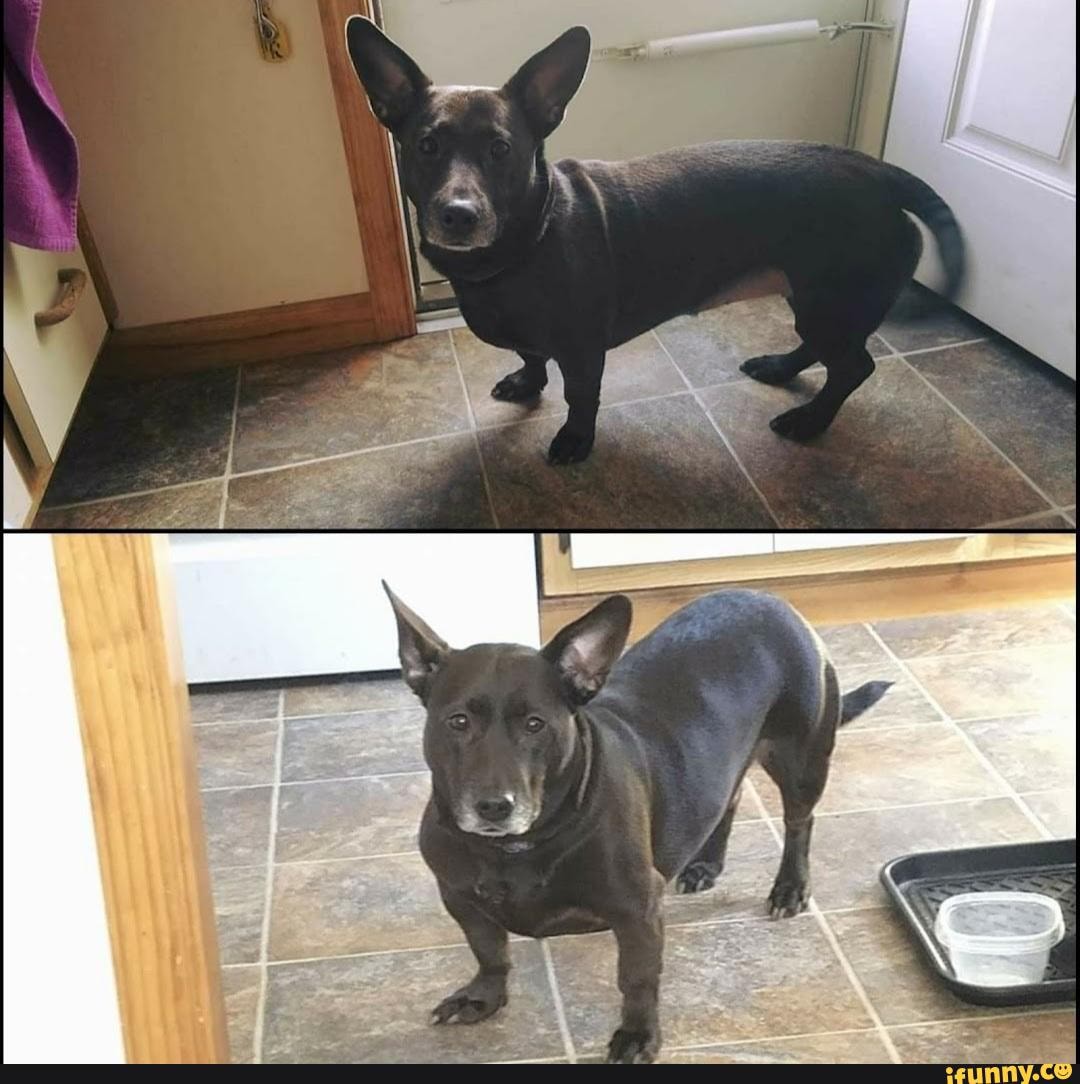 Heckin_cute memes. Best Collection of funny Heckin_cute pictures on iFunny