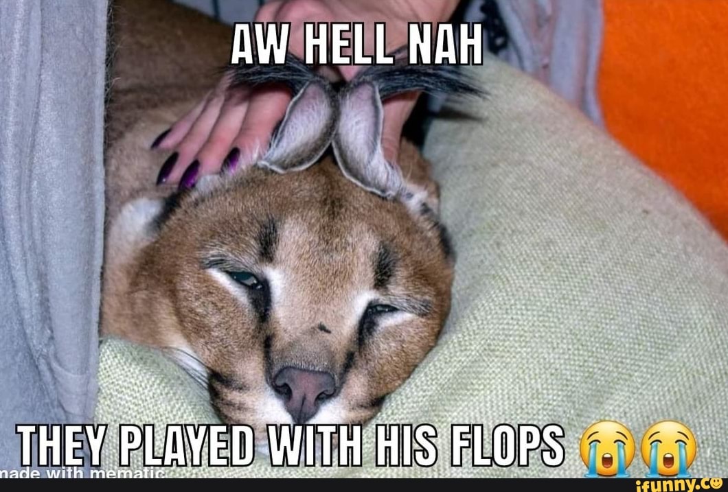 Flopps memes. Best Collection of funny Flopps pictures on iFunny