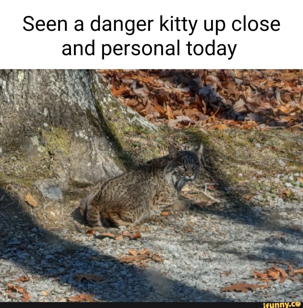 Seen a danger kitty up close and personal today - )