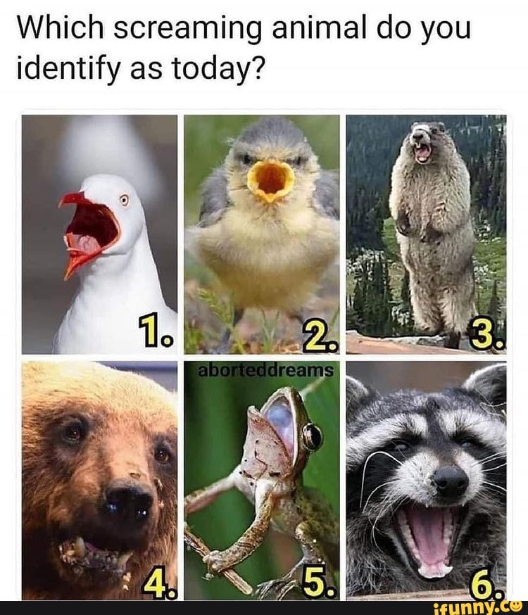 Which screaming animal do you identify as today? - iFunny
