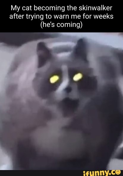 My cat becoming the skinwalker after trying to warn me for weeks (he's ...