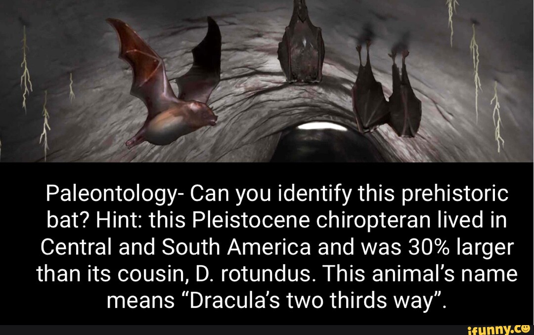 Paleontology- Can you identify this prehistoric bat? Hint: this ...
