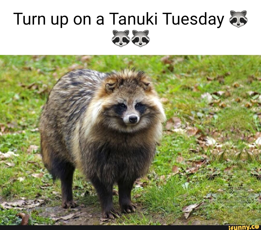 Tanuki memes. Best Collection of funny Tanuki pictures on iFunny