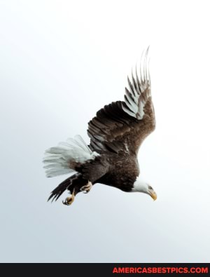 Swooping bald eagle in the Sierra Nevada Mountains - America’s best ...