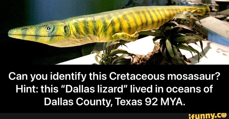 Dallasaurus