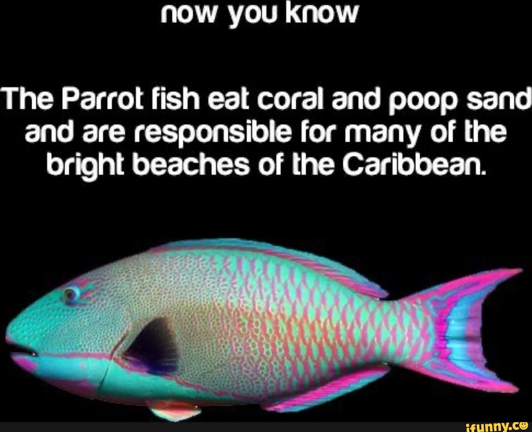 Now you know The Parrot fish eat coral and poop sand and are ...