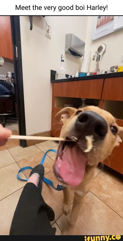 Cheesehead memes. Best Collection of funny Cheesehead pictures on iFunny