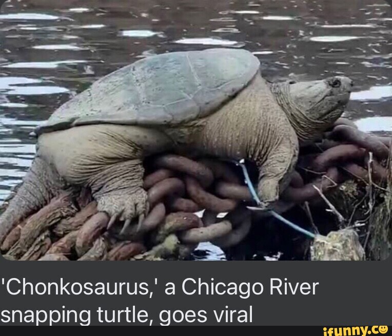 'Chonkosaurus,' a Chicago River Snapping turtle, goes viral - iFunny