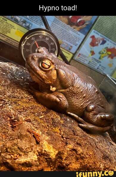 Hypnotoad memes. Best Collection of funny Hypnotoad pictures on iFunny