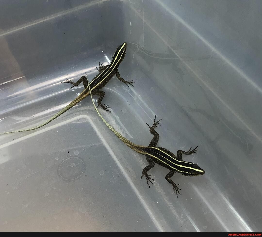 They’re F1 Platysaurus imperator (“emperor flat rock lizards”). Took me ...