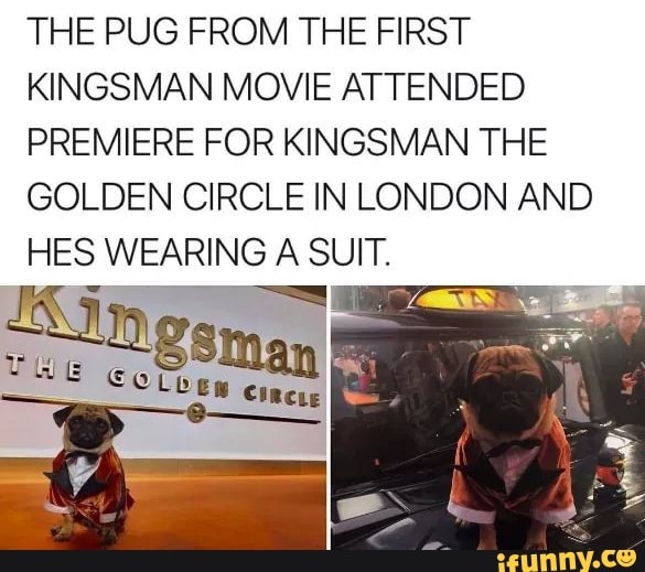 THE PUG FROM THE FIRST KINGSMAN MOVIE ATTENDED PREMIERE FOR KINGSMAN ...