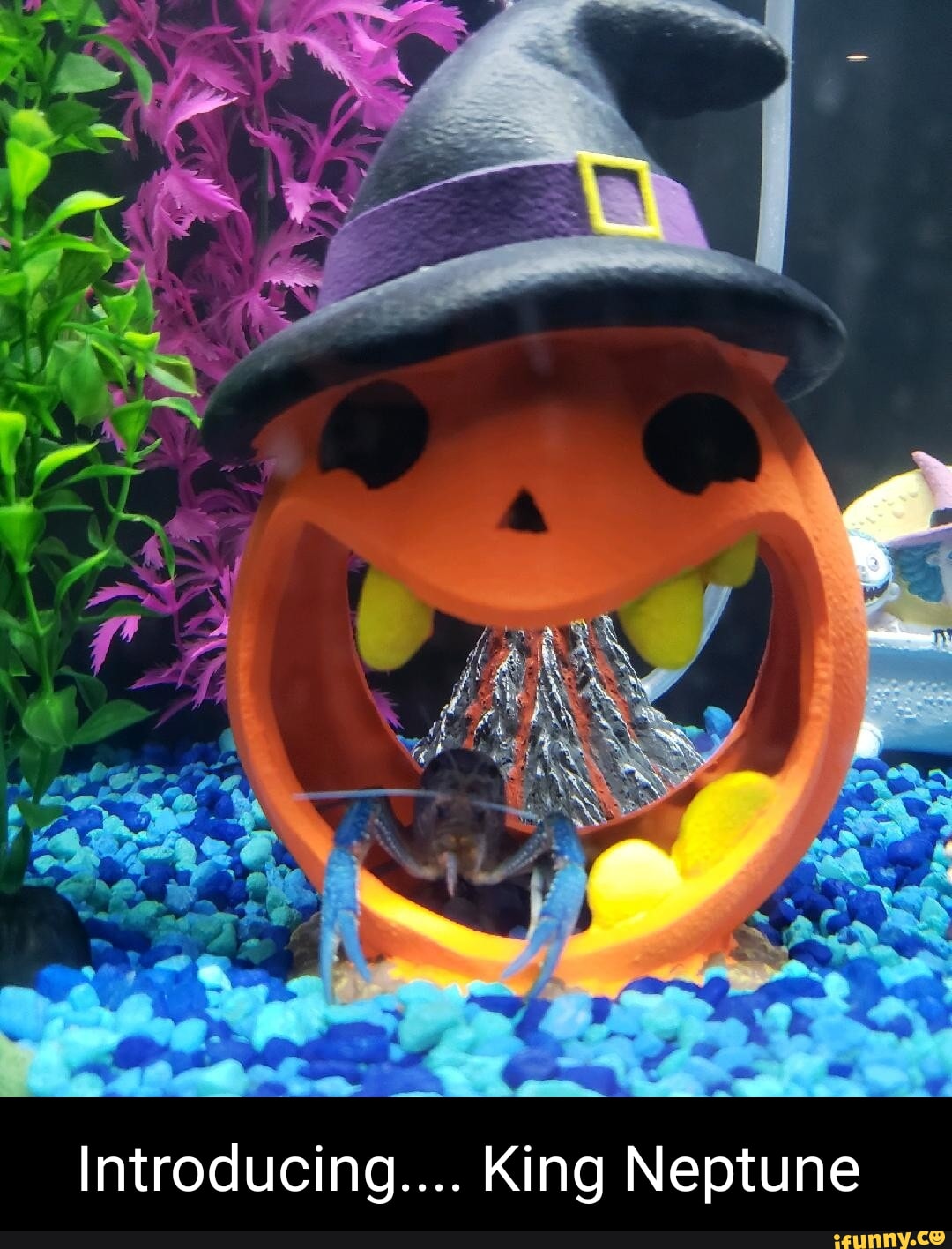 Crayfish memes. Best Collection of funny Crayfish pictures on iFunny